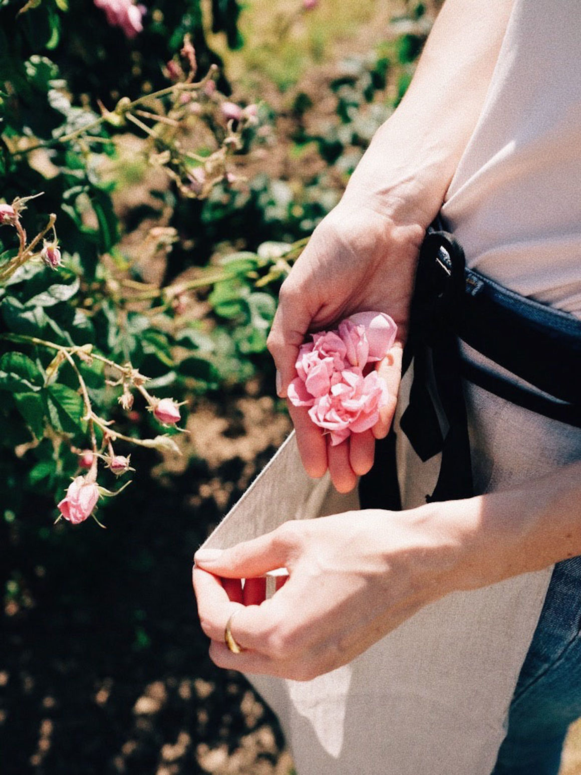 Dans les champs de Chanel: Zu Besuch in Grasse, auf den Mairosenfeldern ...
